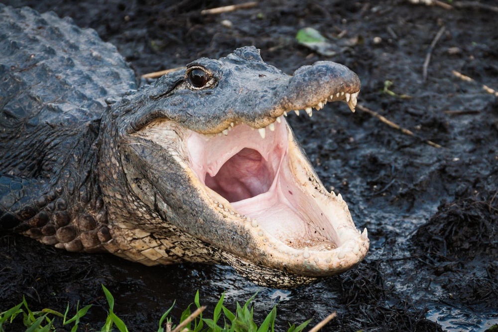 Trump’s ‘Alligator Alcatraz’ set to receive its first group of immigrants