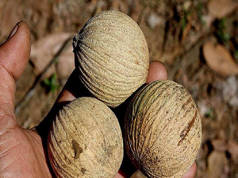 Khasiat Buah Kulim: Buah Ajaib dari Hutan Melayu yang Kaya dengan ...