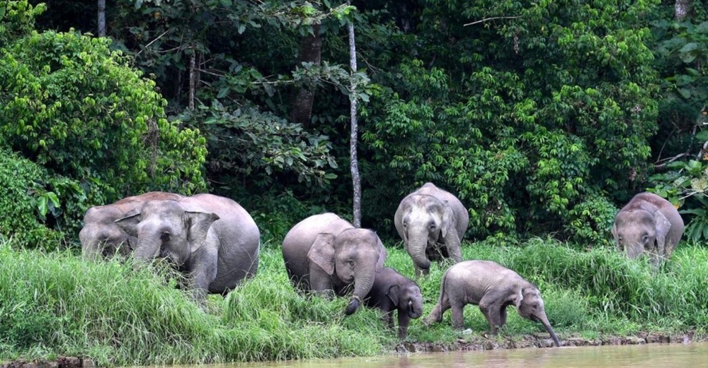 Man Trampled To Death By 44 Elephants After Villagers Killed Their Calf