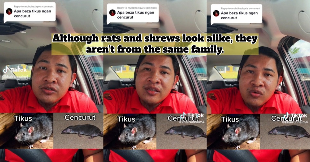 Know The Differences Between ‘Tikus’ And ‘Cencurut’ From A Pest Controller