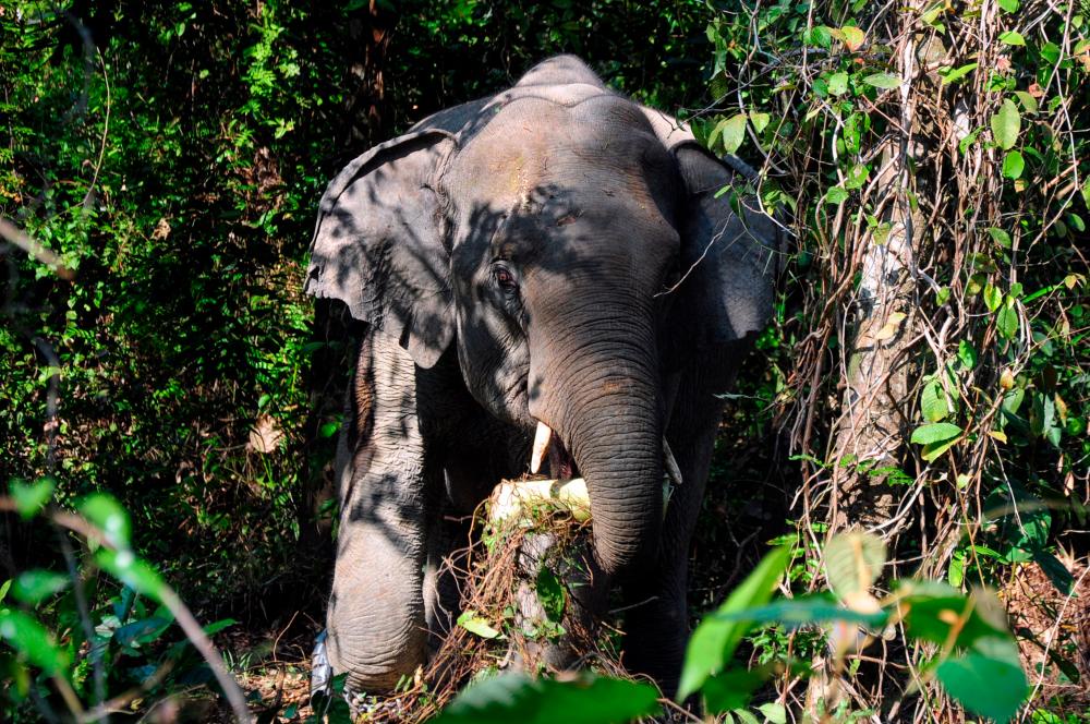 Wild elephants destroy crops in four Orang Asli settlements Wild elephants destroy crops in four Orang Asli settlements