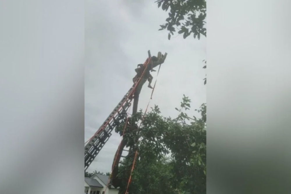 Firefighters rescue man trapped in rambutan tree after branch fall