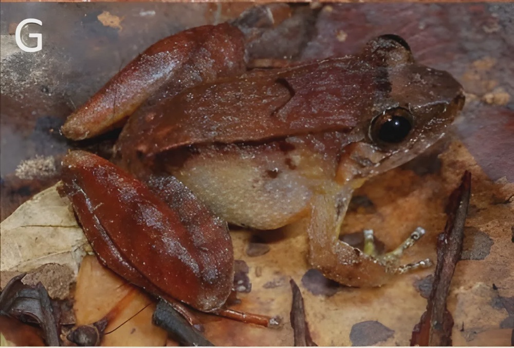 Researchers find eight new frog species in Borneo rainforests