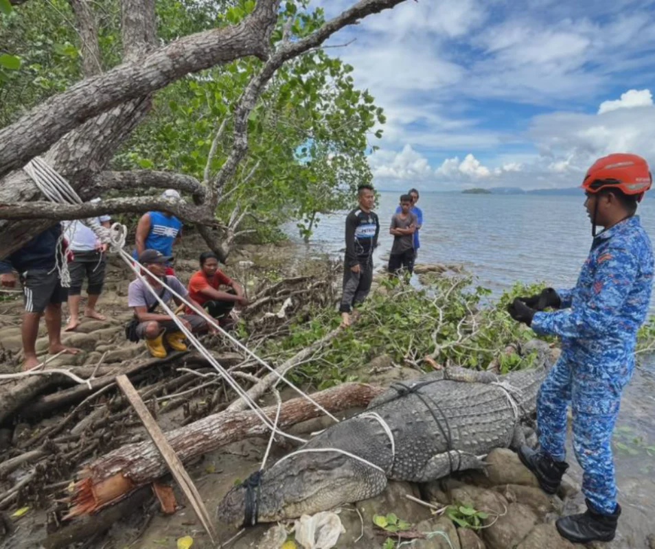 500kg crocodile caught at sea near Sandakan