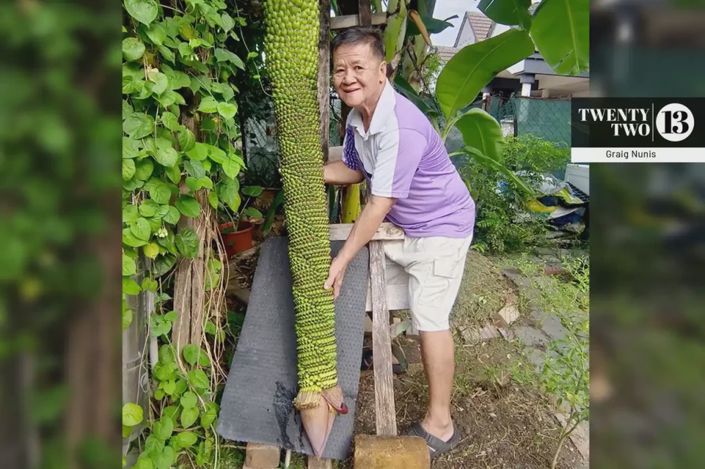 A ‘Thousand Fingers’ of compassion: Ng Hong Chai’s unique banana tree