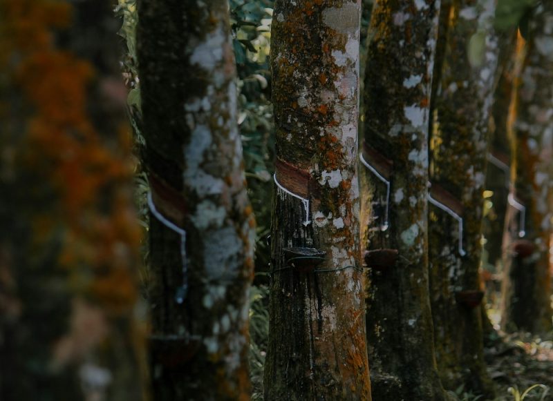 Natural rubber deserves its place in global sustainability agenda