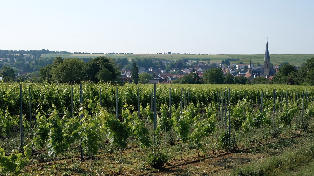 The World’s Best Pinot Noir Regions, Mapped
