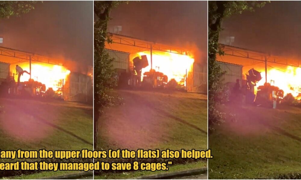 Heroic Man Goes Viral For Risking Life to Save Cats Trapped in Cages ...