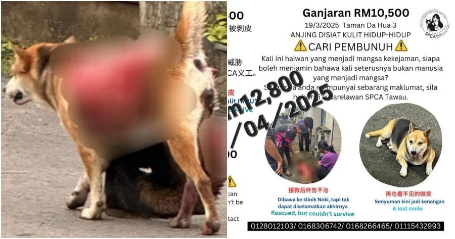 Tawau SPCA Offers RM12K Reward for Information on Culprit Responsible ...