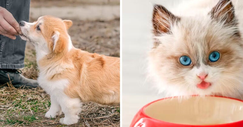 “Thank you, hooman”: 5 Signs Your Pet is Living Their Best Life & How M ...