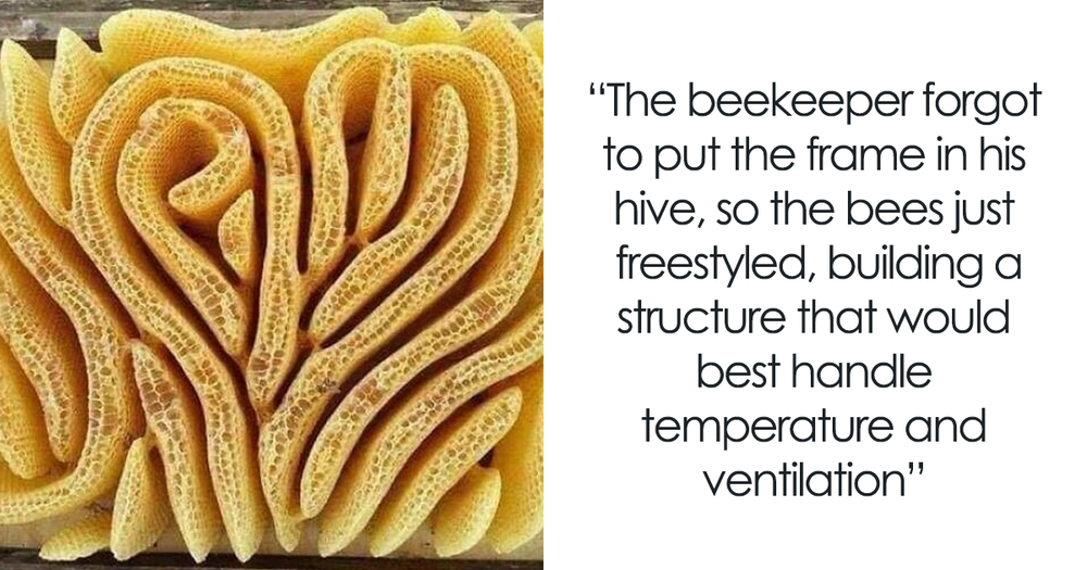 People Are Sharing Their Unexpected Trypophobia Moments, And Here Are ...