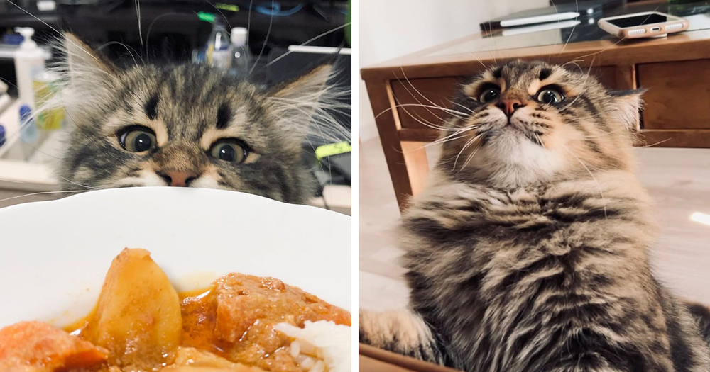 34 Pics Of A Cat That Has More Facial Expressions Than Most Humans