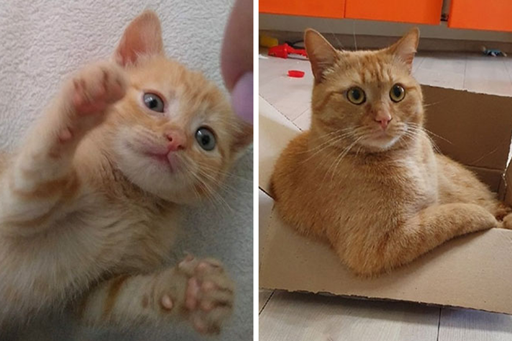 30 “Then And Now” Pics Of Adorable Kittens Turning Into Majestic Cats ...