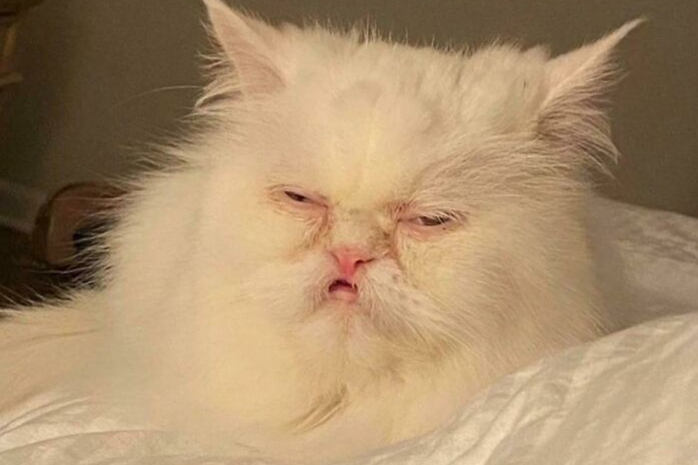 “What’s Wrong With Your Cat?”: 50 “Faulty” Cats That Can’t Stop ...