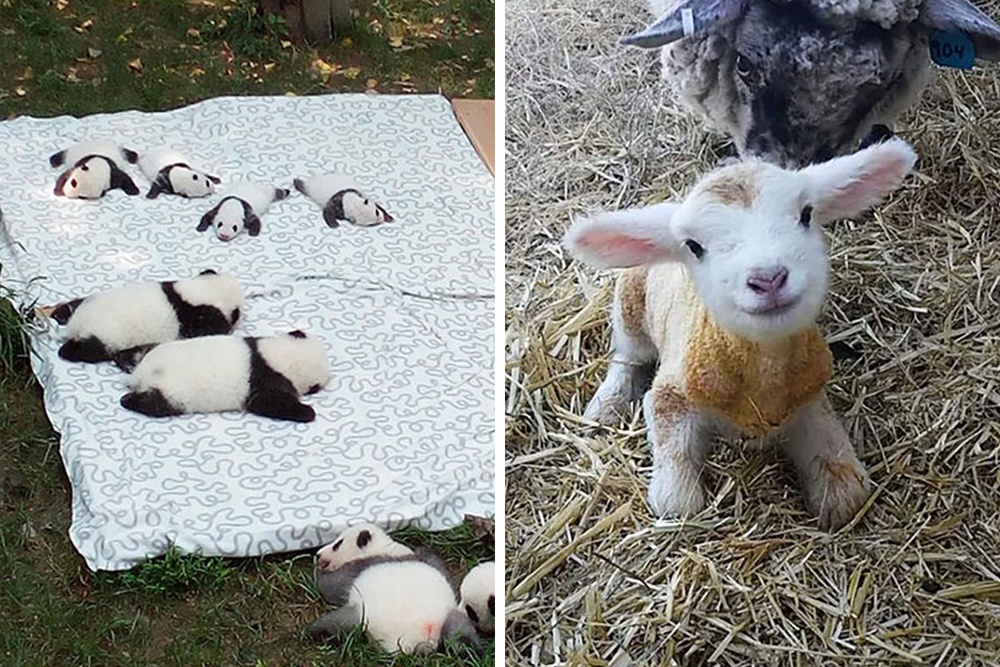 101 Of The Most Adorable Baby Animals To Ever Bless The Internet (New Pics)