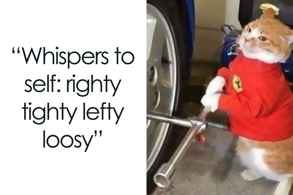 “The Council Of Cattos”: 45 Funny And Cute Cat Memes And Pics Posted On This Page