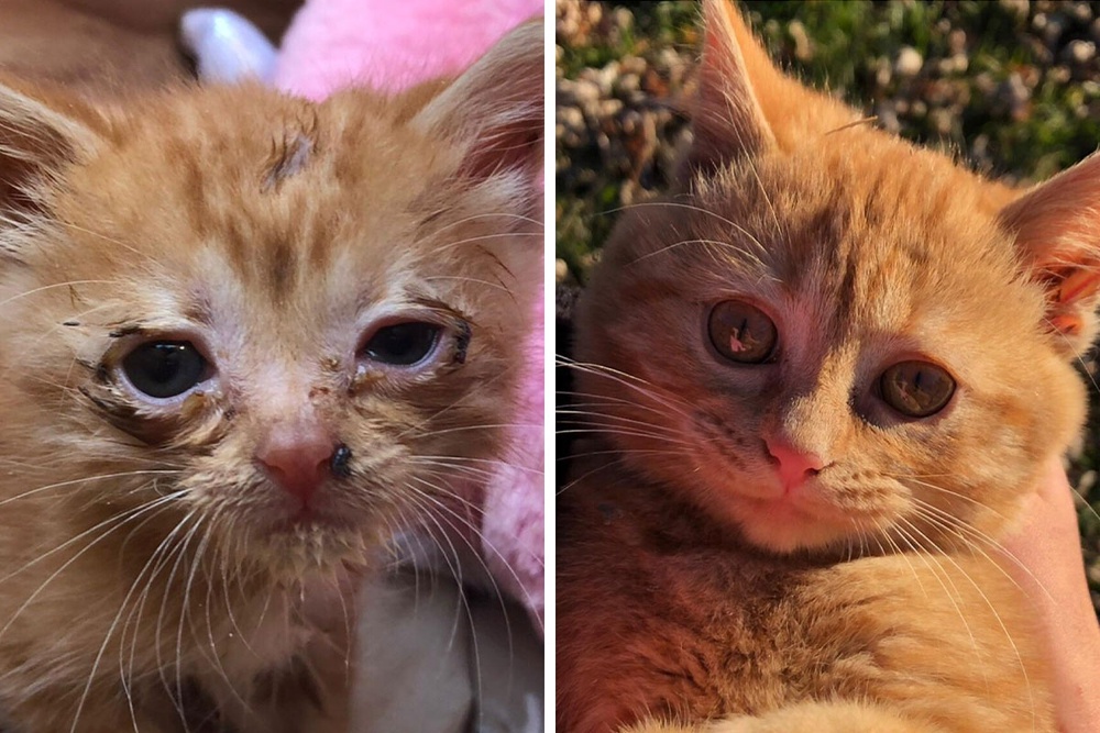 50 People Share How Their Beloved Cats Have Changed Since Being Adopted ...