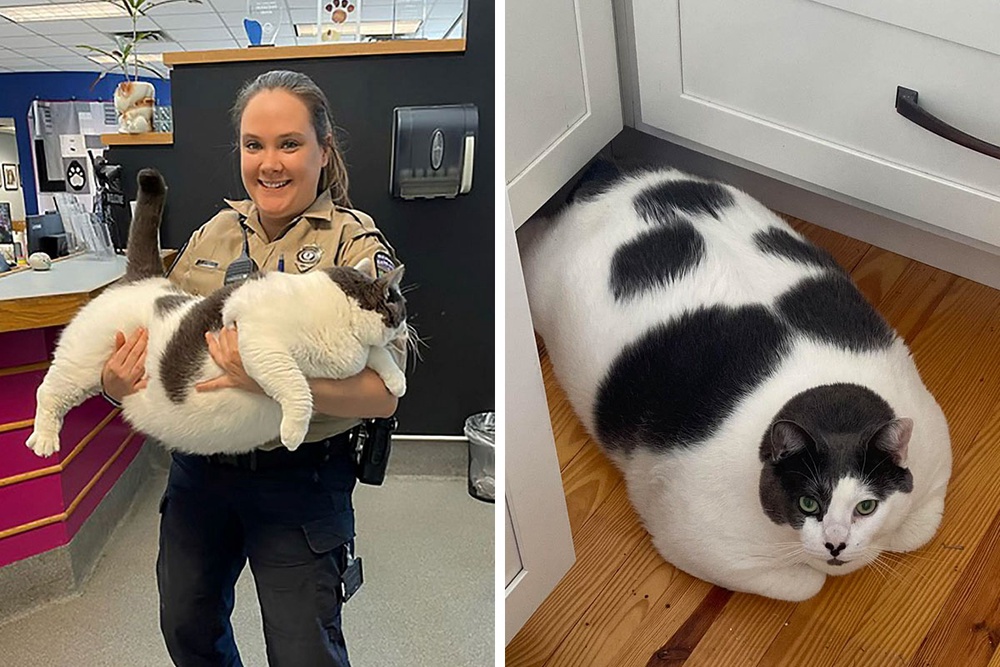 Patches, A 40-Pound Cat, Was Recently Adopted And, For His Own Sake ...