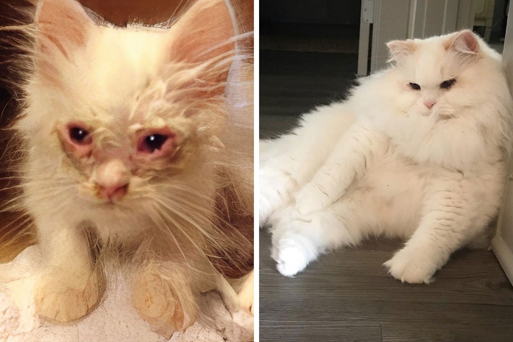 Rescued Cat Silas Surprises His Forever Family With His True Fluff Form ...