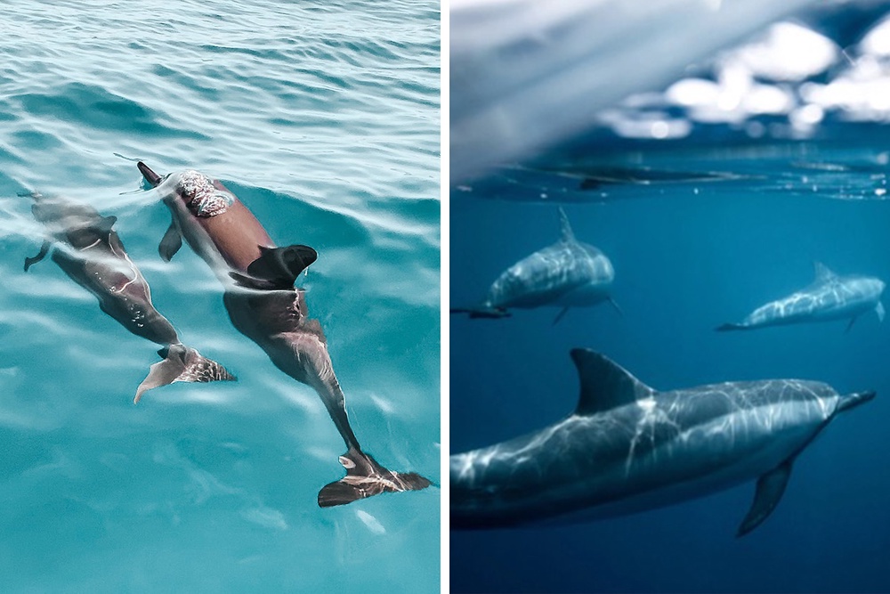 New Discovery Of Dolphins Using Baby Talk With Their Offspring Provides ...