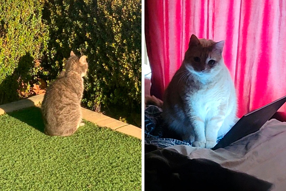 50 Pics From “What’s Wrong With Your Cat” Featuring Kitties Exhibiting ...