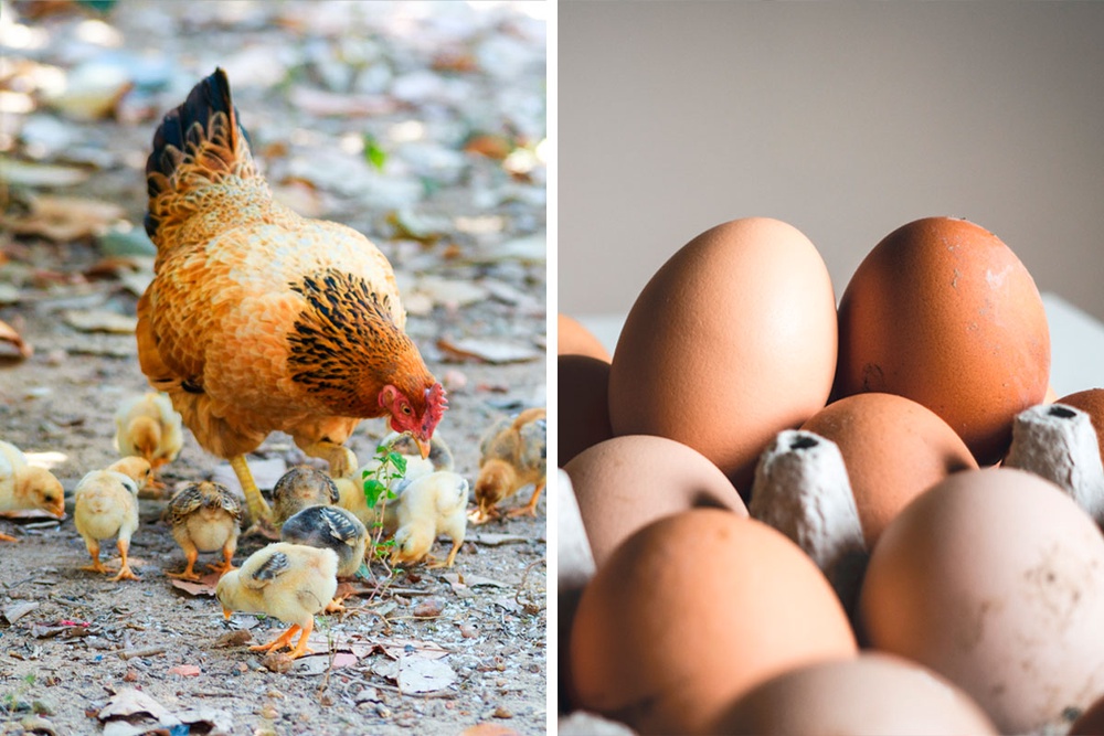 Thank You, Science: The Eternal Question, “What Came First, The Chicken ...