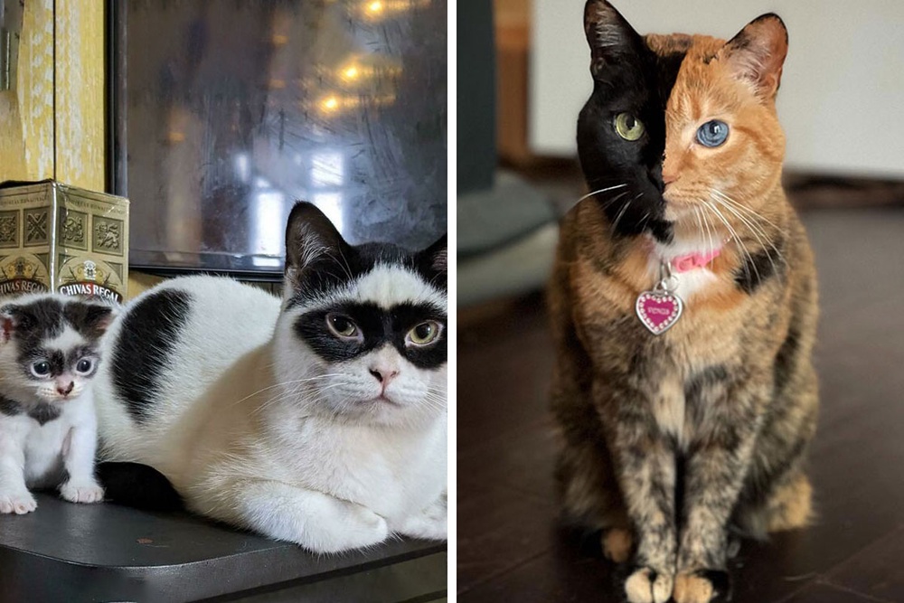 100 Animals With Unbelievable Fur Markings