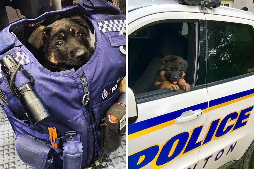 50 Adorable Puppies Training To Be Police Officers