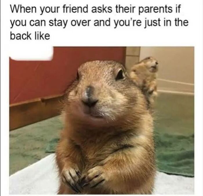 47 Funny Memes That You Might Find Painfully Relatable