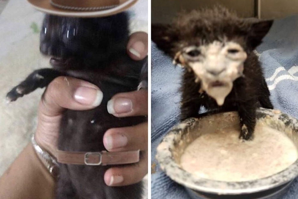 80 Of The Best Pics Of ‘Cursed Cats’