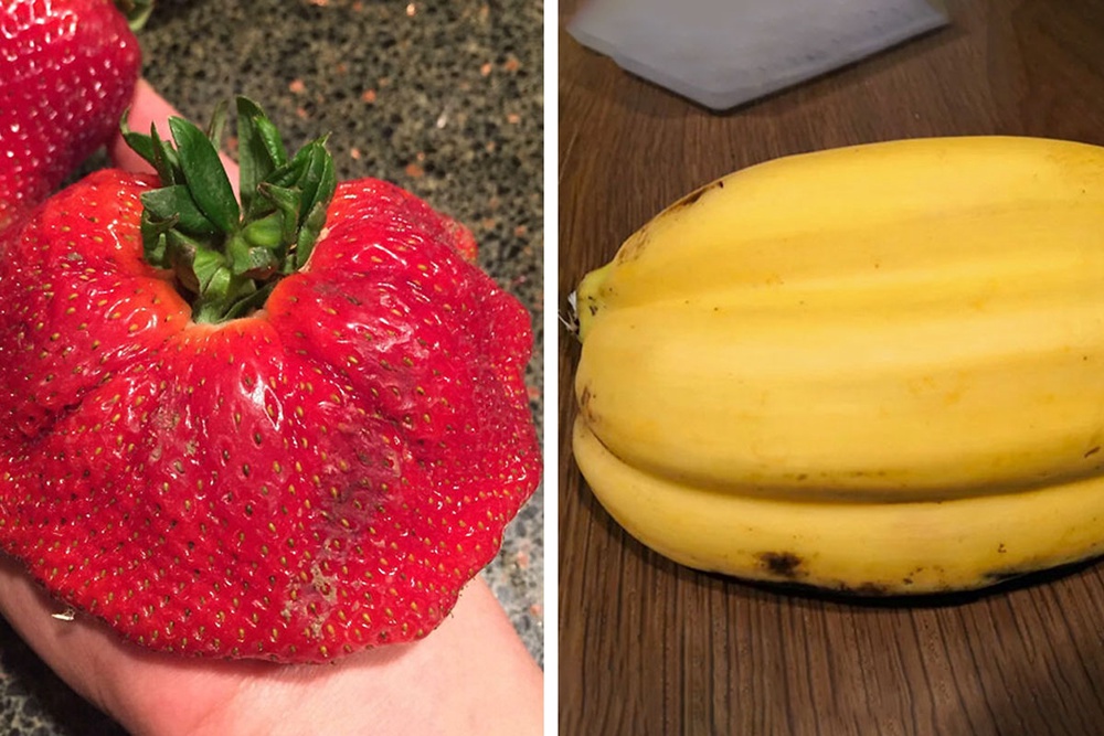 “A Real Monster Nightmare”: 133 Of The Most Fascinating Examples Of ...