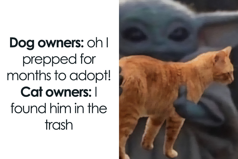 50 Of The Funniest And Most Relatable Cat Memes Shared By This IG Page