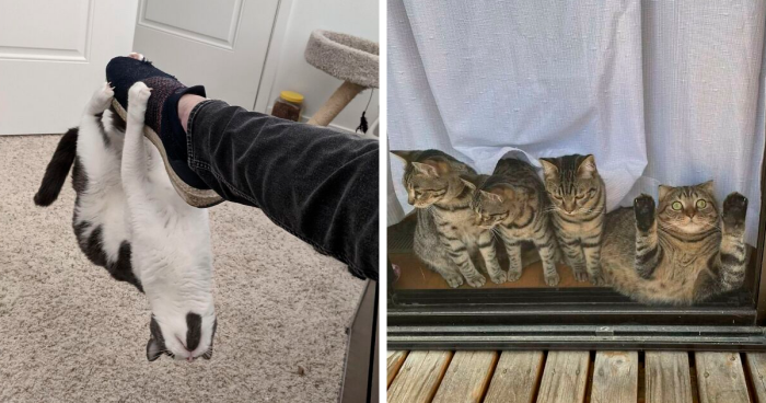 48 Times People Captured Their Cats Losing Their Single Brain Cell ...