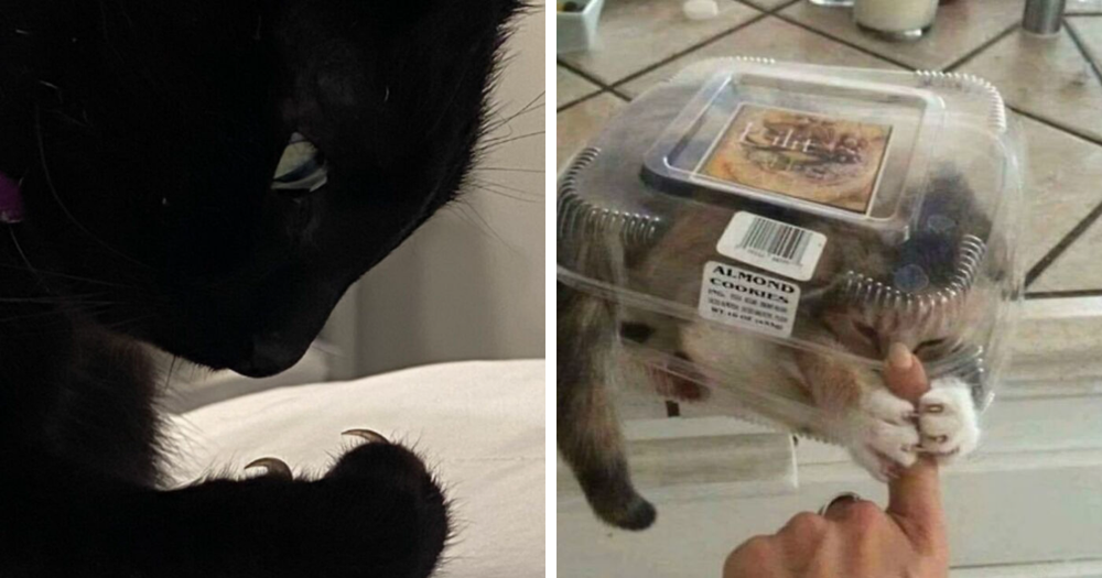 50 Adorably Frightening Pics Of Cats Showing That Their Owners Are ...