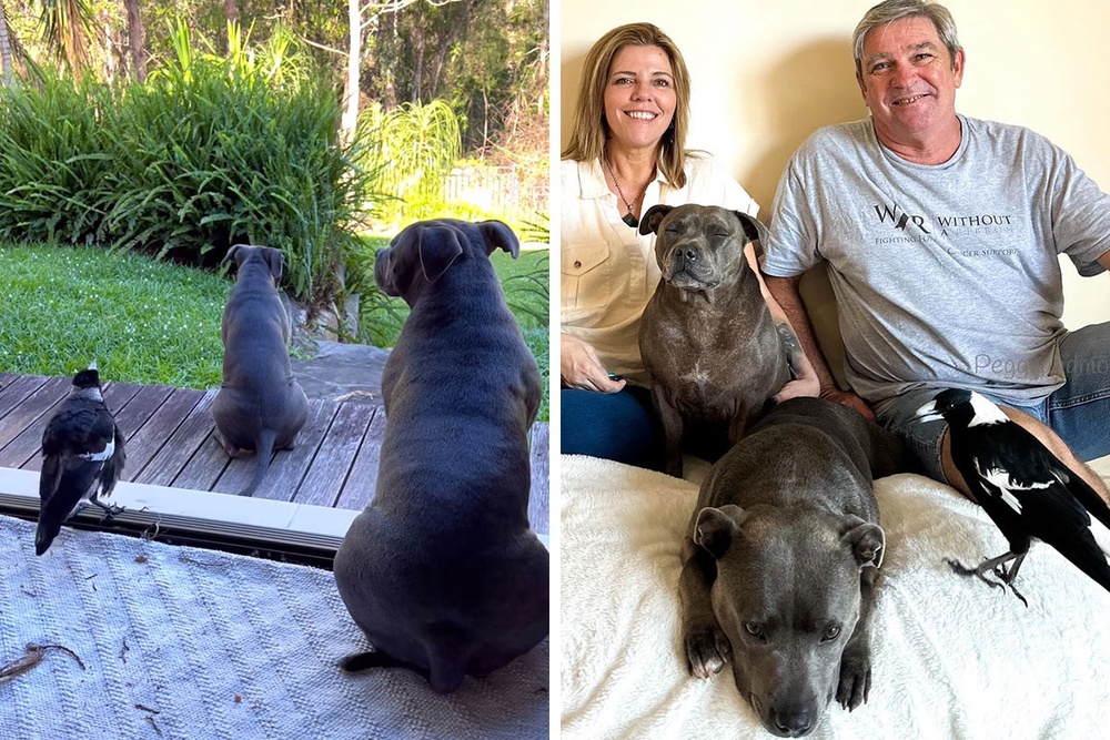 Molly The Magpie Reunites With Family After Forcibly Being Taken Away ...