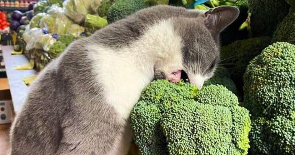 If You’re Having A Rough Day, These 46 Wholesome Cat Pics And Memes May ...