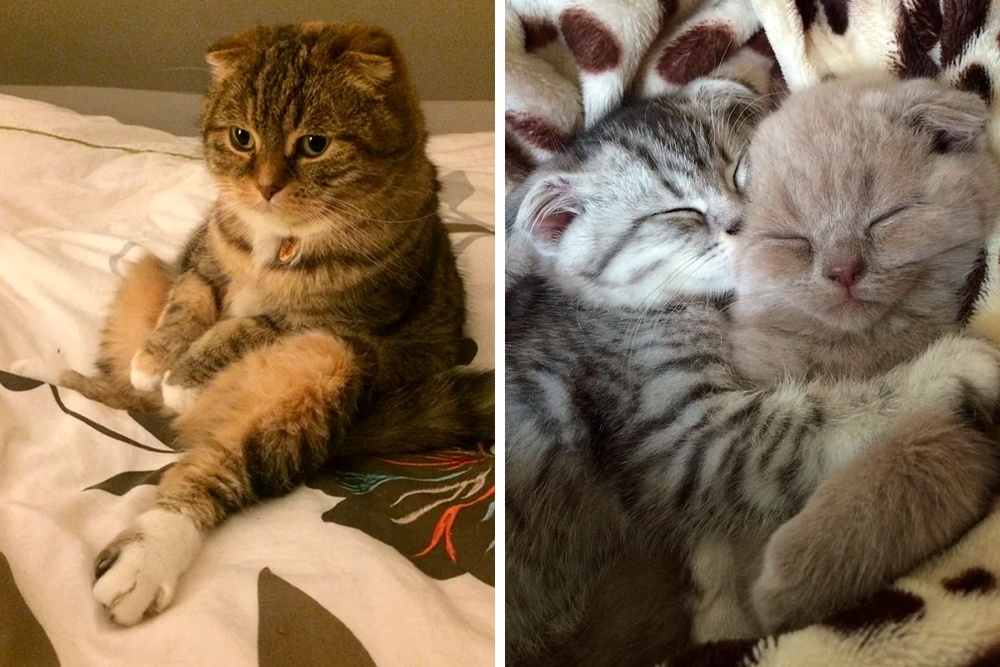 80 Pictures Of Scottish Folds That Are Cuteness Overload