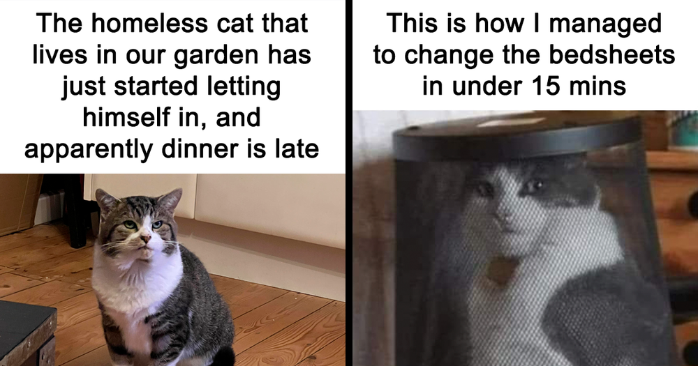 45 Hilarious Photos And Memes That Prove Cats Are The Biggest Jerks