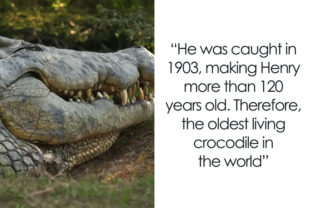 The Internet Is Stunned By This 5-Meter, 700-Kilo Crocodile Who’s Been ...