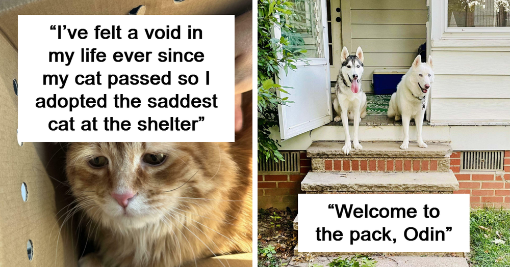 44 Adorable Pet Adoption Pictures To Make Your Day A Little Brighter
