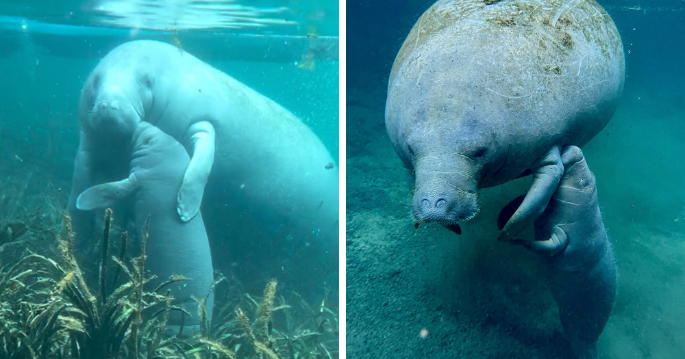 Camera Captures A Heartwarming Moment Of A Baby Manatee Hugging And ...