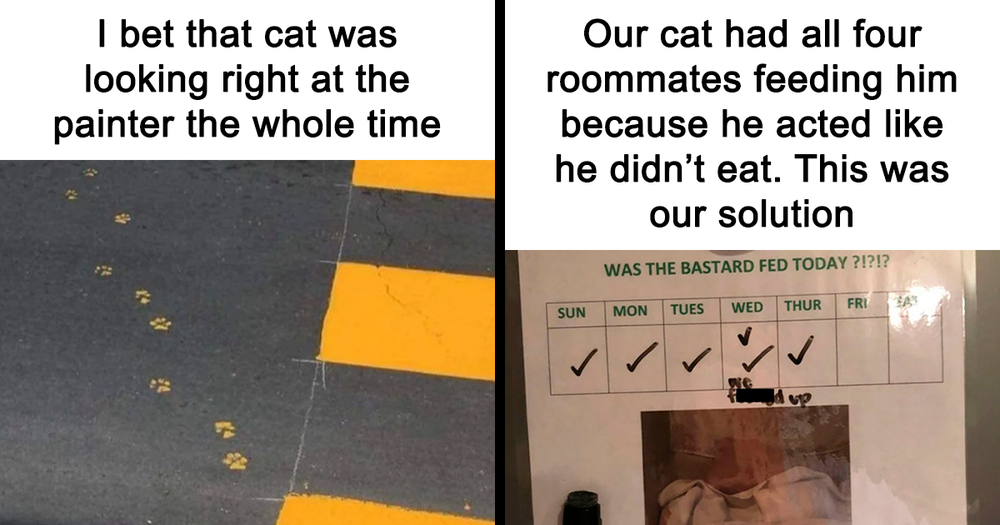 This IG Page Is The Hub For Funny Cat Memes, And Here Are 50 Of The ...