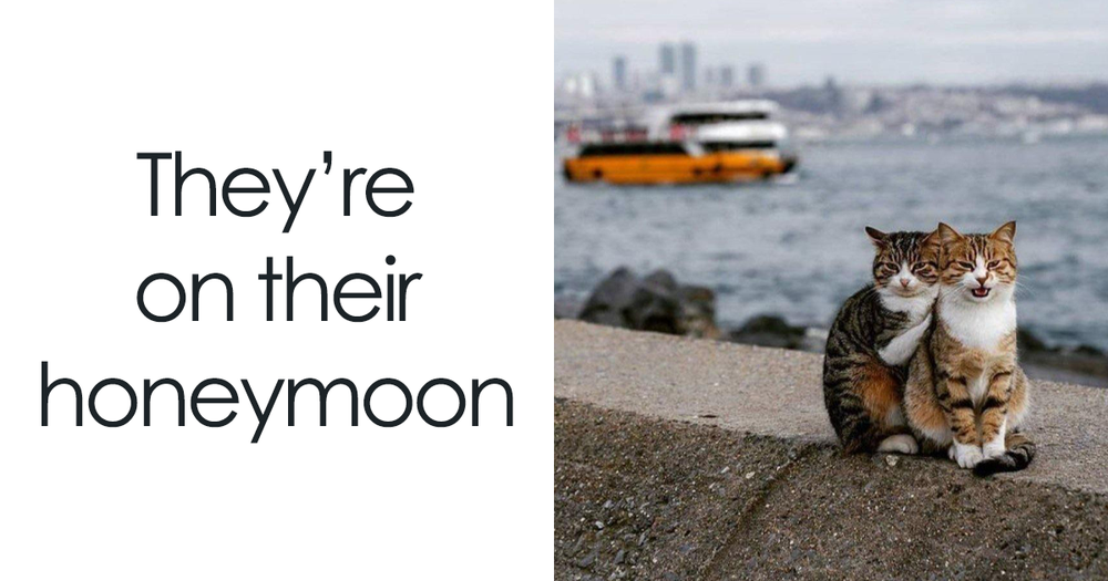 80 Adorable Memes That Prove Just How Special Cats Are
