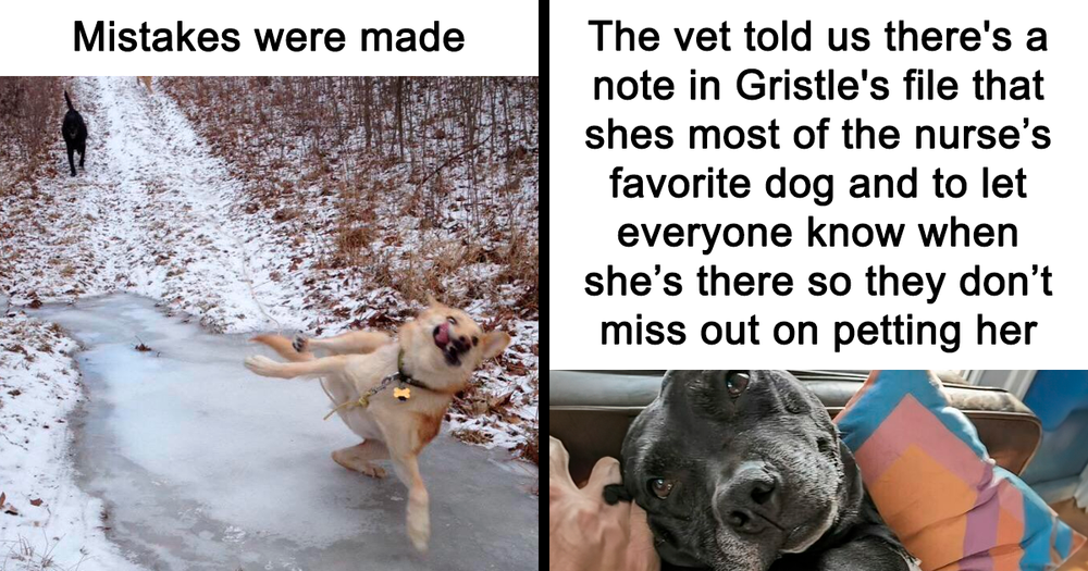 If The World Feels Like A Miserable Place Right Now, These 50 Dog Memes ...