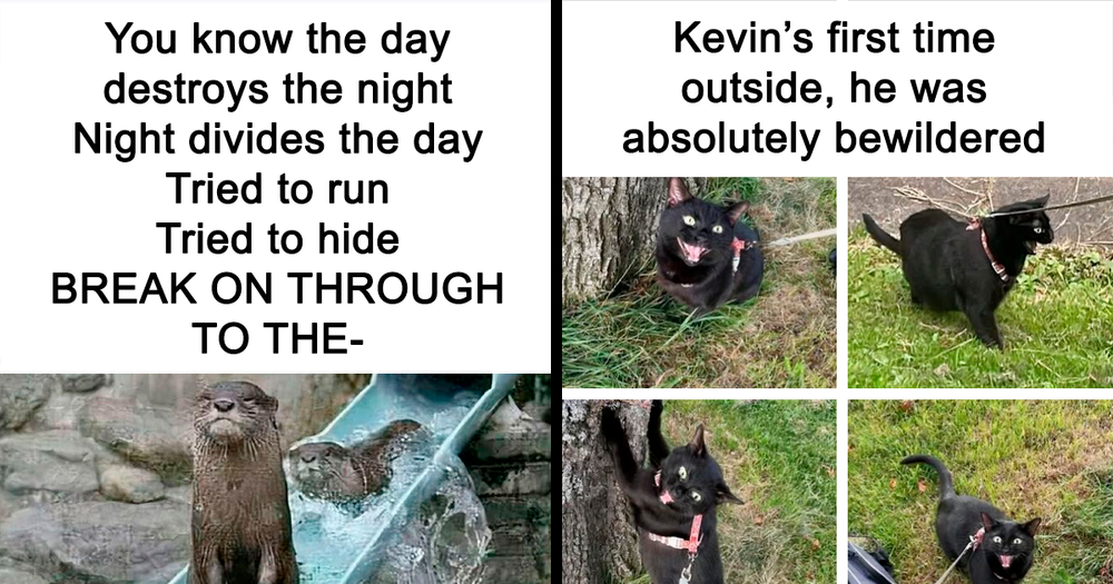 These 50 Hilarious Animal Posts Are Why We Don’t Deserve The Internet ...