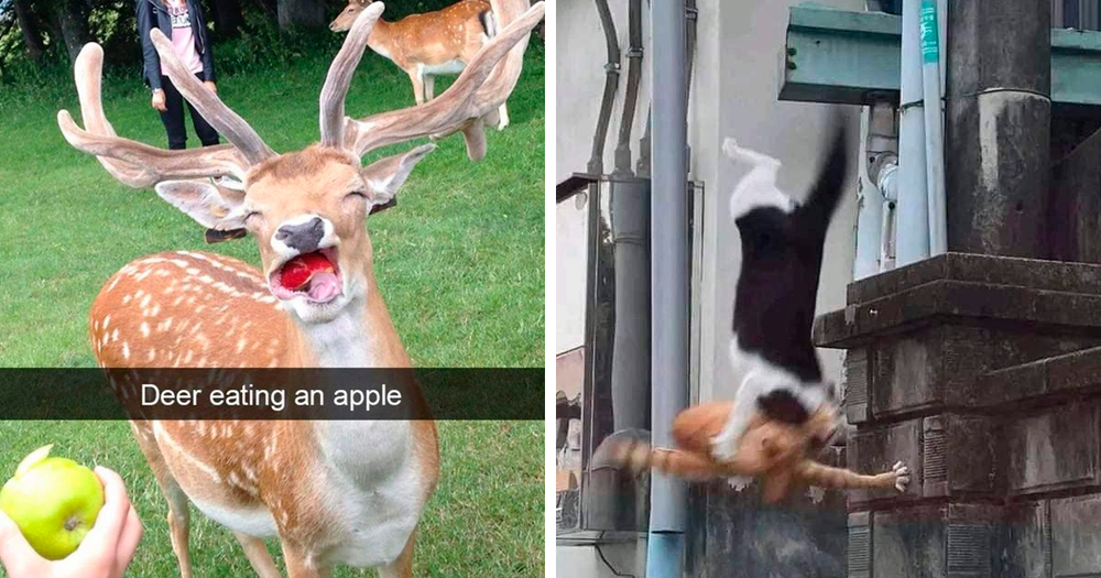 “Important Animal Images”: 74 Pics Featuring Animals That Might Make ...