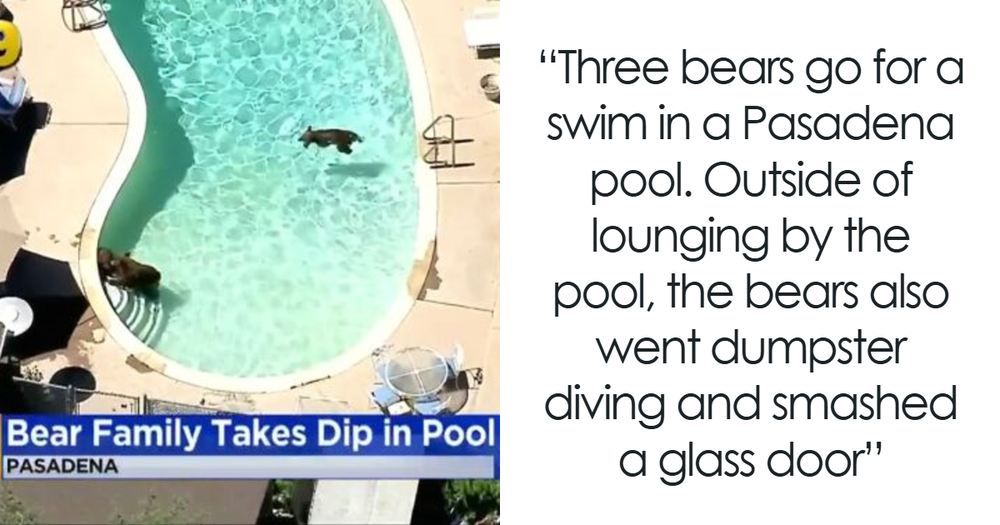 19 Of The Wildest Animal Chaos Stories