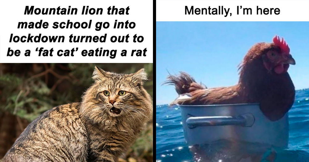 122 Funny And Relatable Animal Memes To Instantly Improve Your Entire ...