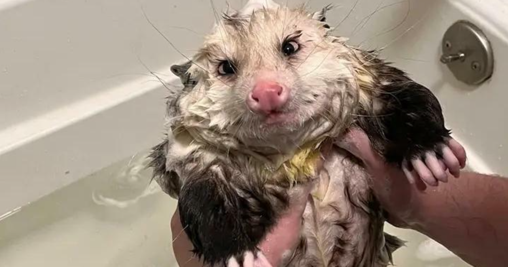 50 Wholesome Photos That Prove We Don’t Deserve Animals