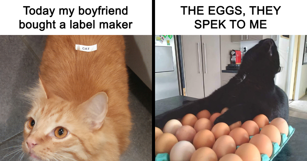 50 Hilarious Cat Memes And Pics That Prove They’re The Best Antidote To ...